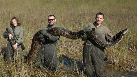 Your Guide To Python Hunting In Floridas Everglades
