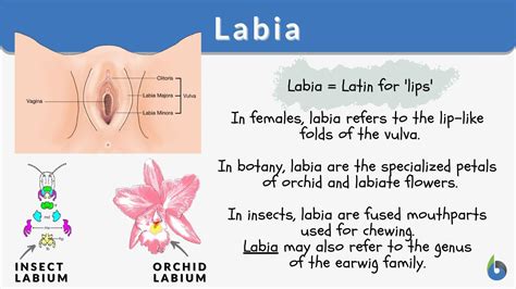 Labia Definition And Examples Biology Online Dictionary