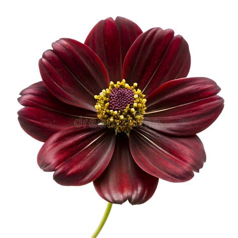 Chocolate Cosmos On White Background Stock Illustration Illustration
