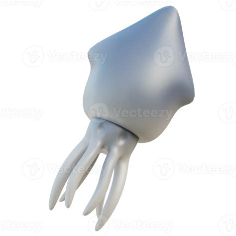 Squid 3d Illustration 47246079 Png