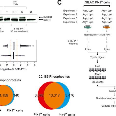 Combined Chemical Genetics And Phosphoproteomics Approach To Identify