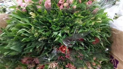 알스트로메리아 생화 꽃집 꽃집창업 꽃값 온라인꽃시장 온라인꽃도매 인터넷꽃시장 인터넷꽃도매 서울꽃시장 꽃농장 꽃배송 생화배송 생화도매 생화택배 꽃배달 생화배달 생화주문 생화