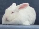 I Love Clean Litter Box Day The Life And Times Of Bunnies