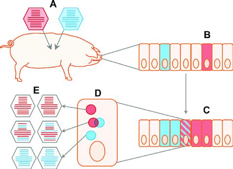 Reassortment Requires Viruses To Meet On Multiple Scales For Download Scientific Diagram