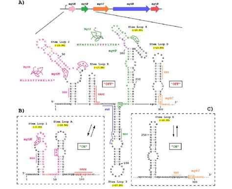 Potential Stem Loop Structures In The 5′ Leader Of The Mgtcbr Mrna