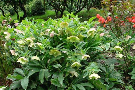 Морозник кавказский: отзывы пользователей и врачей | Plants, Herbs, Garden