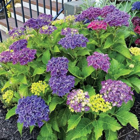 Bigleaf Hydrangea Seed