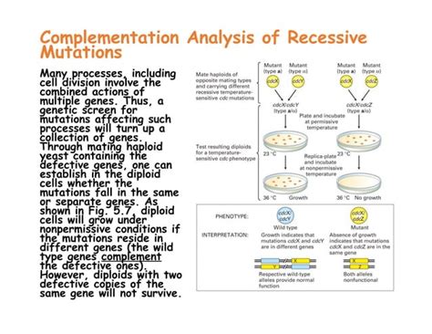 Molecular Genetics Tecniques Lectureppt