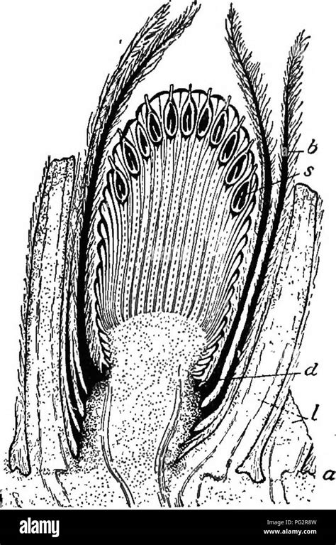 This Work Discusses The Role Of Heredity And Evolution In Plants With