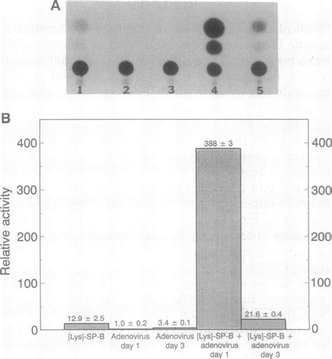 A Enhancement Of Cat Activity By Transfection With Adenovirus Cat
