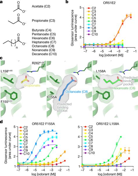Tuning Or51e2 Odorant Selectivity Ab Or51e2 Responds Selectively To