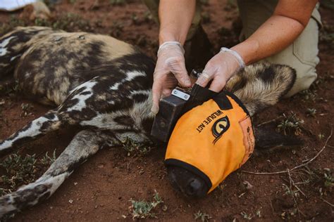 Gps Tracking For Wildlife Konnect Gps
