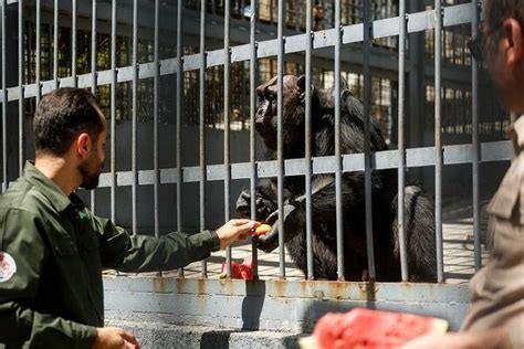 این حیوان از باغ وحش ارم پیرتر است فیلم ‌ پرویز چند ساله است