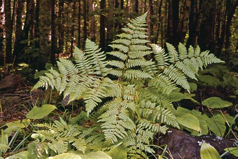 Fern Sporangia Gametophytes Alternation Britannica