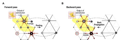 Figure From Geometric Convolutional Neural Network For Analyzing Surface Based Neuroimaging
