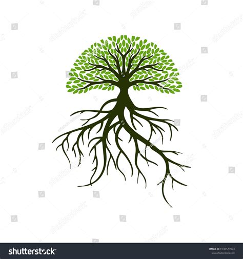 Tree Roots Stock Vectors Images Vector Art Shutterstock