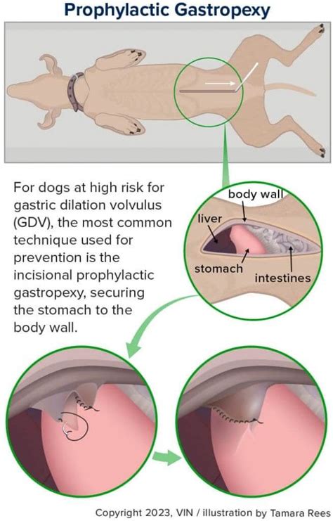 Gastropexy Stomach Tacking Surgery To Prevent Gdv In Dogs