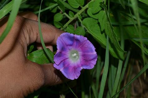 Ipomoea Nil Eflora Of India