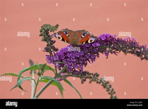 Isolated Insect Butterfly Bug Backdrop Background Nature Fly Blue Beautiful Stock Photo Alamy