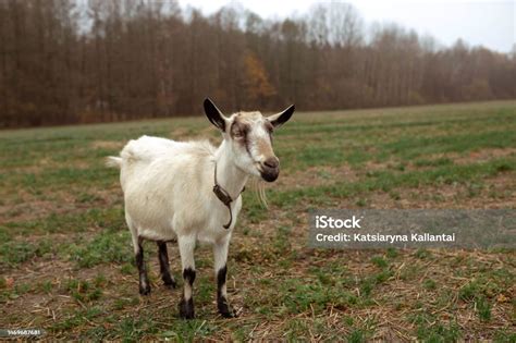 마을의 숲을 배경으로 들판에서 재미있는 염소 텍스트 달력 포스터를위한 장소 0명에 대한 스톡 사진 및 기타 이미지 0명 가축 가축떼 Istock