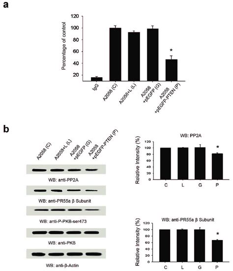 Cellular Levels And Activity Of Pp2a Phosphatase Is Altered By