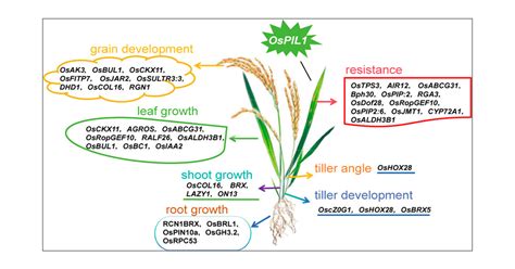 Multi Omics Approach Reveals Ospil1 As A Regulator Promotes Rice Growth