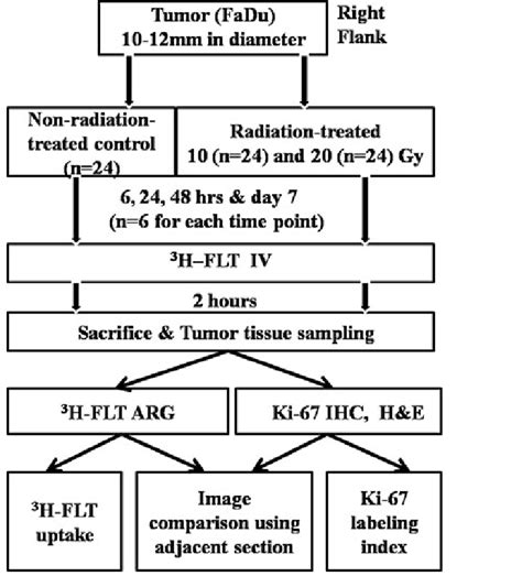 Experimental Protocol Of This Study Download Scientific Diagram