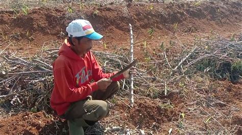 Cara Nanam Singkong Youtube