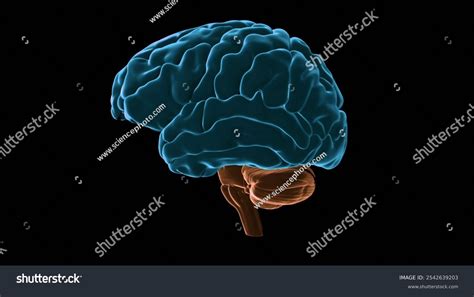 Human Brain Cerebral Cortex 3d Digital Stock Illustration 2542639203