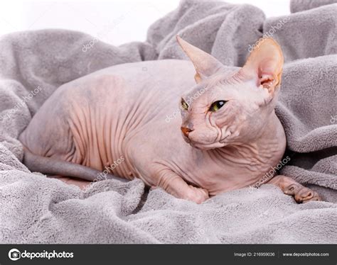 Closeup Portrait Of Grumpy Sphynx Cat Side View Stock Photo Serkucher 216959036