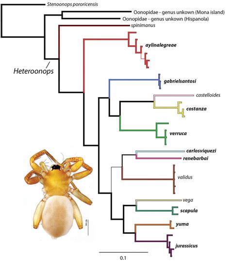 Phylogeny Of The Included Species Rendering Support For The Monophyly Download Scientific