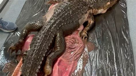 Florida Alligator Chomps On Drags Massive Python In Everglades Video