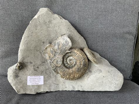 Giant Ammonite Fossil Preparation Ammonite Shell Fossil On Base Small