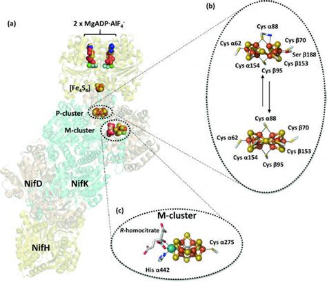 Assembly And Function Of Nitrogenase Plant Mi