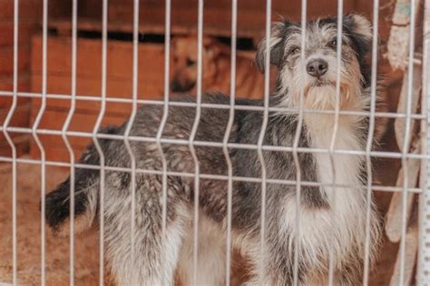 Бежецк Тверская область Тверь Вольт ищет дом Возраст 2 года привит и кастрирован Среднего