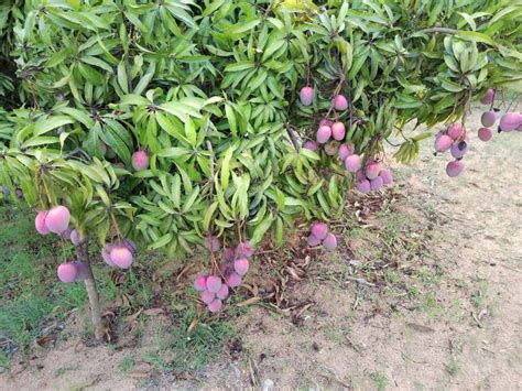 Saikumar Godavarthi On Linkedin Harikrishna Supplychainmanagement Internshipcompleted Mango