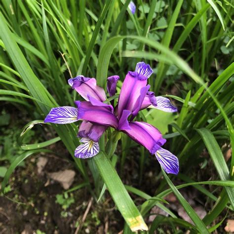 ☯️ Where To Place Grass Leaved Iris In Feng Shui Characteristics