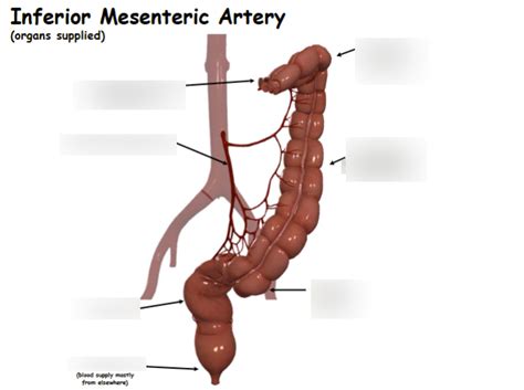 Inferior Mesenteric Artery Organs Supplied Diagram Quizlet