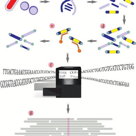 Pdf Exome Sequencing Explained A Practical Guide To Its Clinical Application