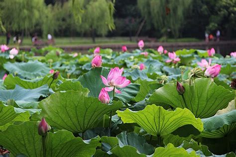 Lotus Ppt Background Images HD Pictures And Wallpaper For Free Download Pngtree