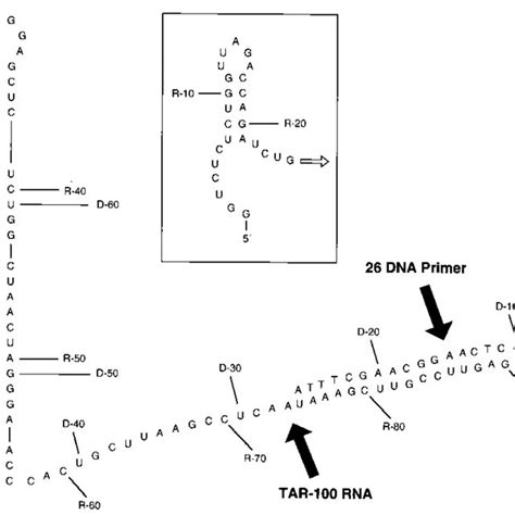 Rna Template