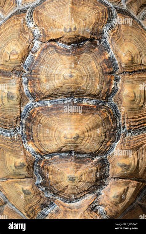 What Is A Tortoise Shell Made From At Eric Lemmon Blog