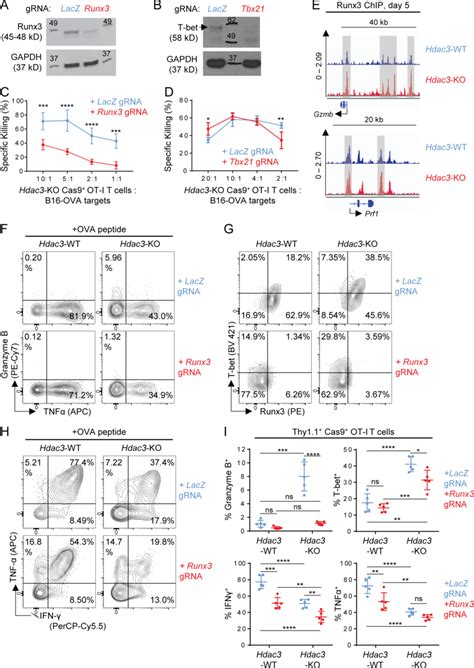 runx3 but not tbx21 is required for the augmented cytotoxic phenotype