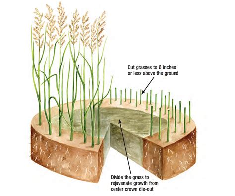 Reed Grass Planting Guide At Eva Byrne Blog