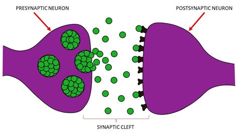 Presynaptic Neuron Vs Postsynaptic Neuron
