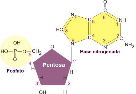 Ácidos Nucleicos