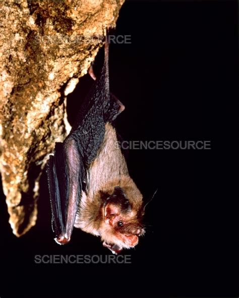 Bumblebee Bat Stock Image Science Source Images