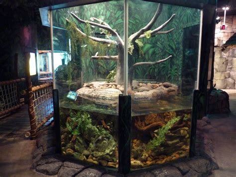 Emerald Tree Boa Care Guide Origin Lifespan Breeding Reptileszilla