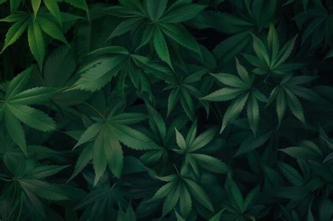 Vibrant Pot Leaf Pattern Natural And Botanical Concept Premium Ai