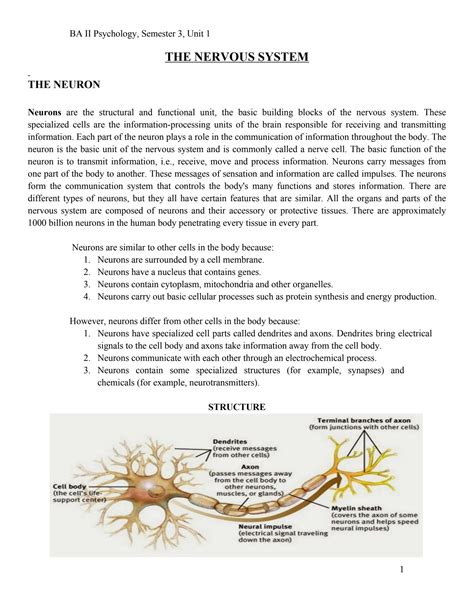 SOLUTION Structure And Function Of Neurons Biology Neurology Notes Studypool